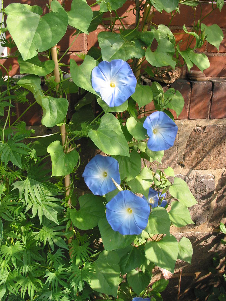 blaue Winde – Saxdorfer Pfarrgarten
