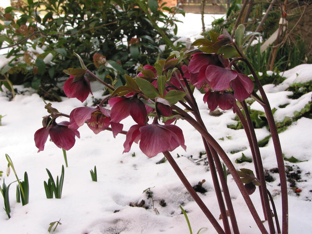 Lenzrosen – Saxdorfer Pfarrgarten