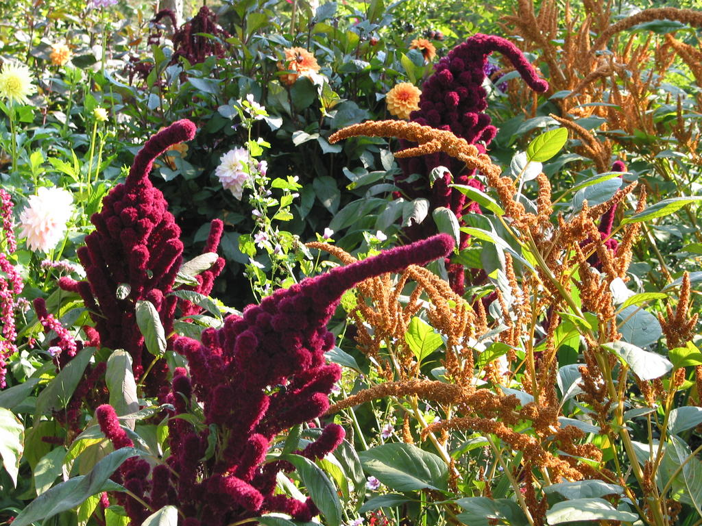Amaranth – Saxdorfer Pfarrgarten