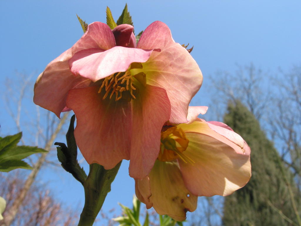 Lenzrosen – Saxdorfer Pfarrgarten