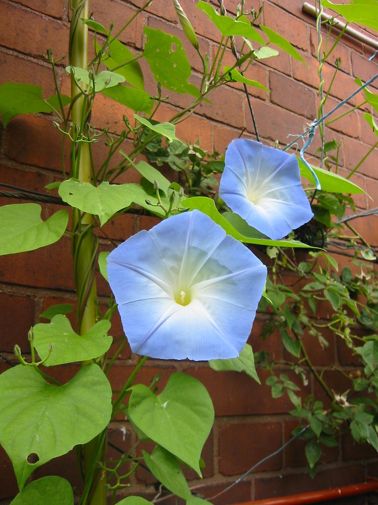 blaue Winde – Saxdorfer Pfarrgarten