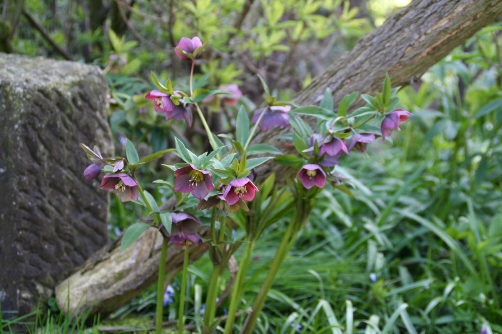 Lenzrosen – Saxdorfer Pfarrgarten