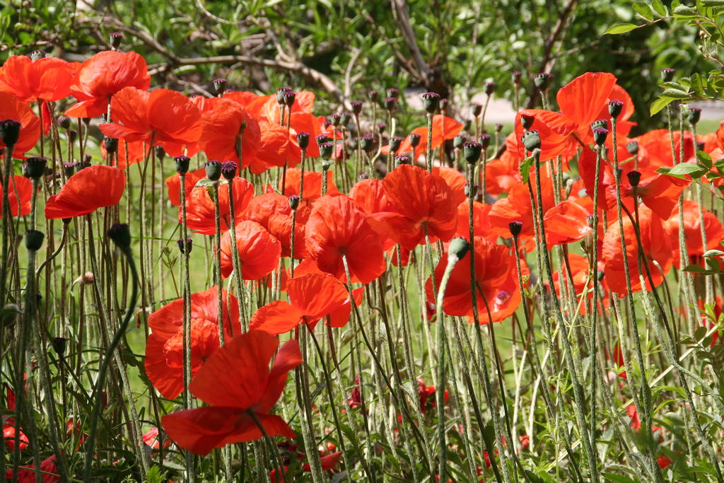 Mohn – Saxdorfer Pfarrgarten