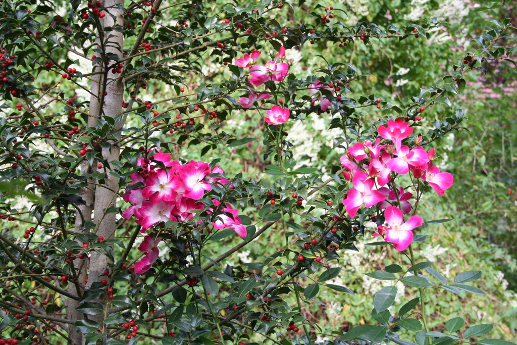 Oktober 2012: Rose Bukavu – Saxdorfer Pfarrgarten
